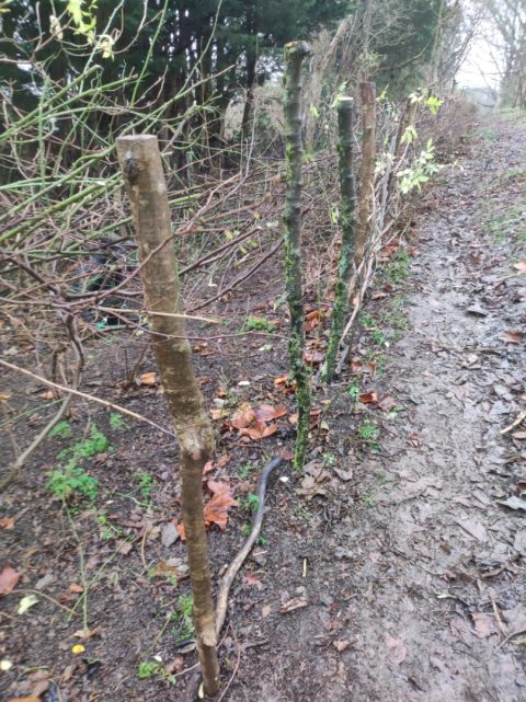 HEDGELAYING A-Z - Septimus Works (Robert Cole)